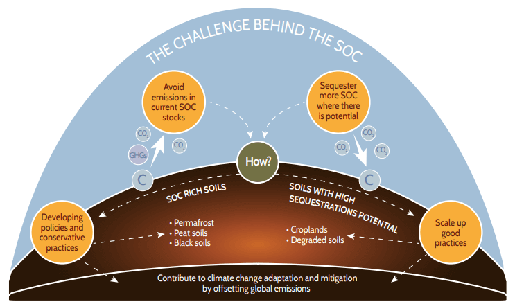Understanding Soil Carbon Sequestration in Agriculture